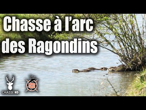 Chasse des Ragondins à l'arc dans les marais avec Rêves de Chasse ...