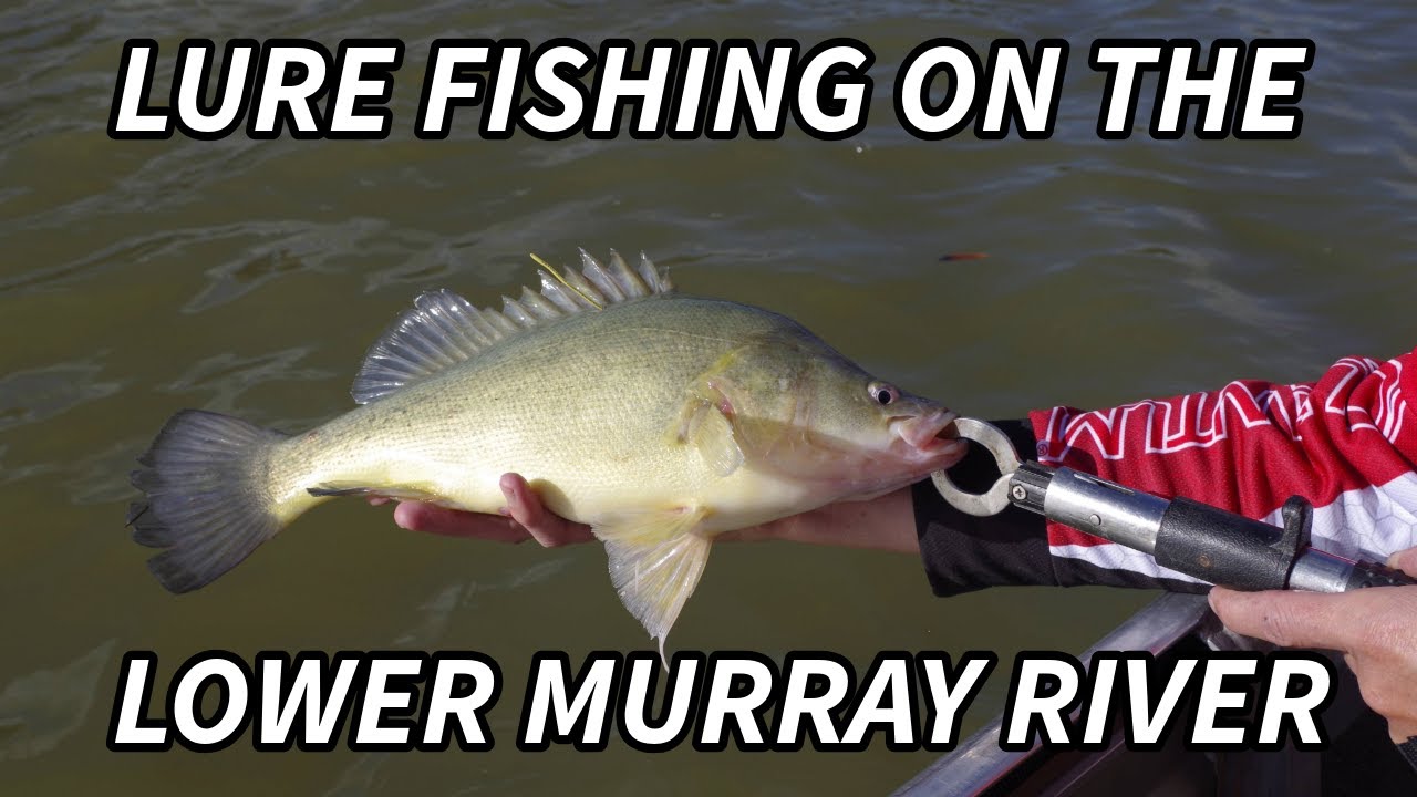 Lure Fishing for Callop and Redfin: Murray River at Caloote, South ...