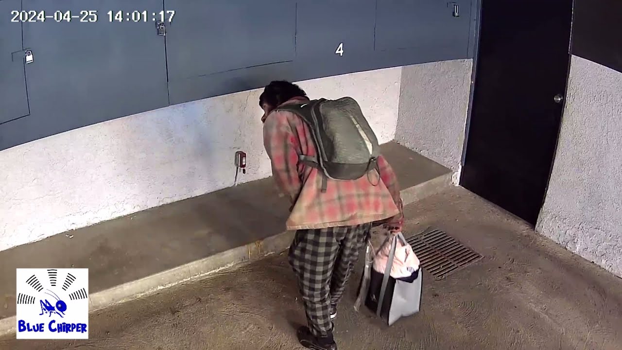 Blue Chirper 04 11 24 Caught-in-the-Act - YouTube