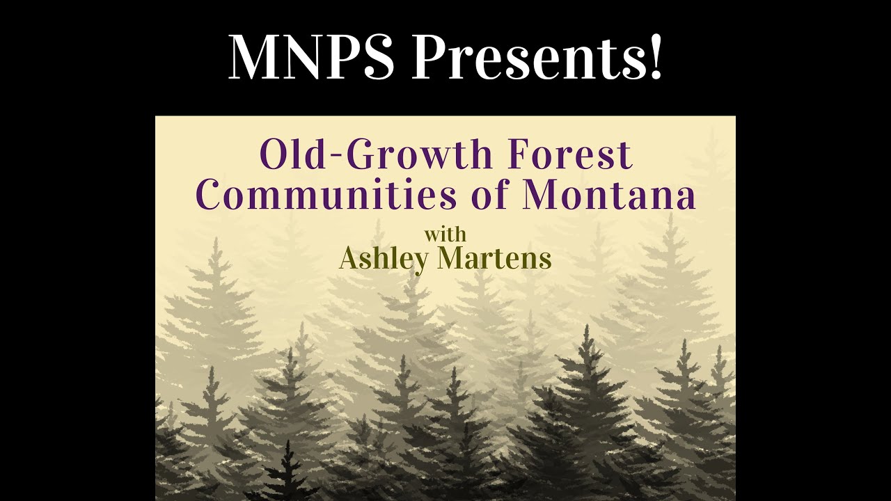 Old Growth Forests of Montana with Ashley Martens - YouTube