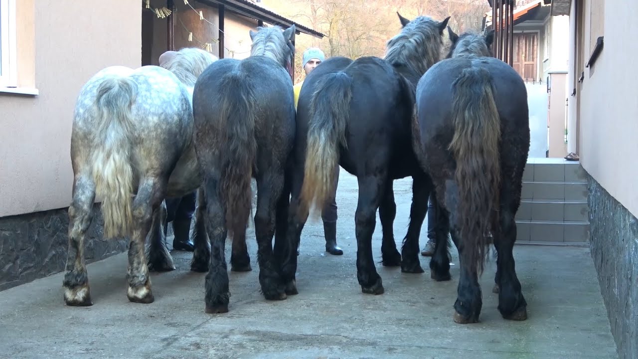 Caii lui Nelu de la Cuzap, Bihor - 2023 Nou!!! - YouTube