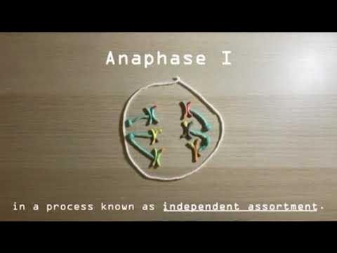 Meiosis Stop Motion Explanation Video - YouTube