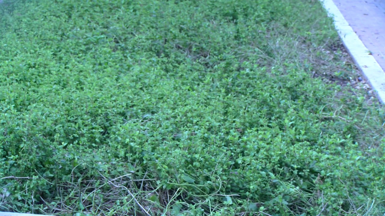 grass lab 1 - YouTube