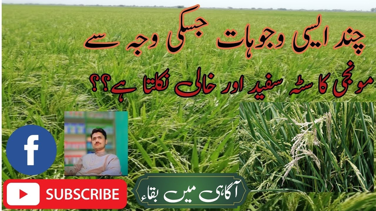 Some of the reasons due to which the rice stool comes out white and ...