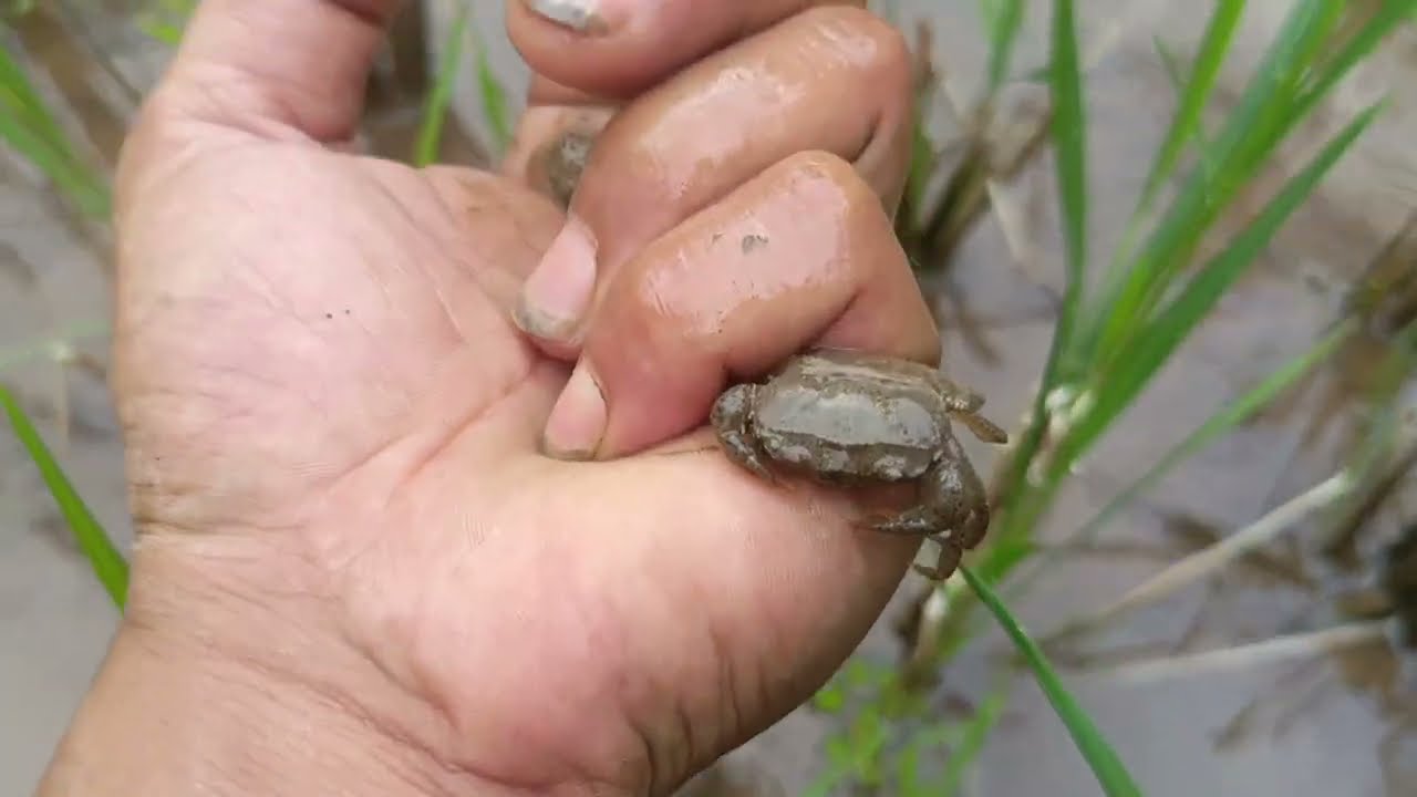 primitive way of hunting dragon fish and frogs in the rice fields - YouTube