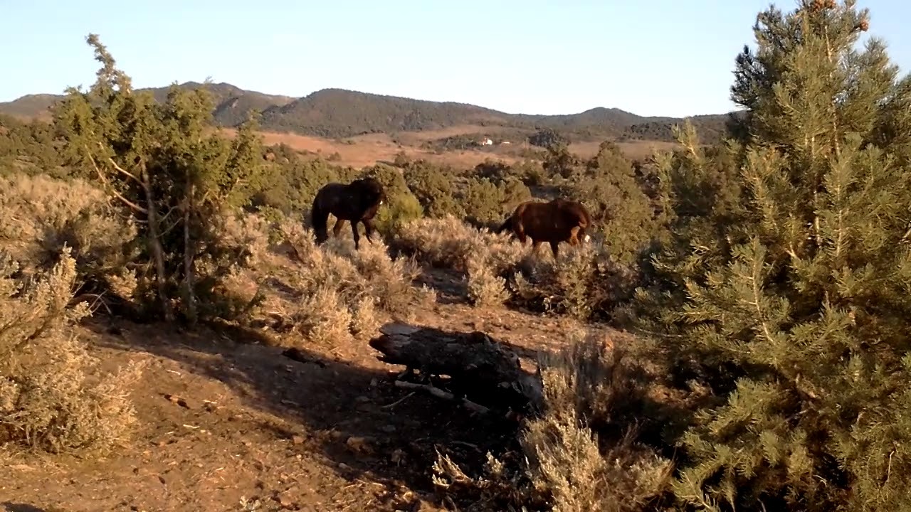 Nevada🐎Virginia Range Wild Stallions, Northern Nevada close to Virginia ...