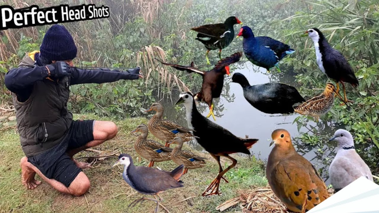 Birds Hunting shot Mix Hunting sling Shot Hunting Wild Birds/ Perfect ...