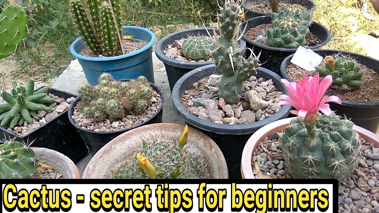 Cactus - Secret tips for beginners - YouTube