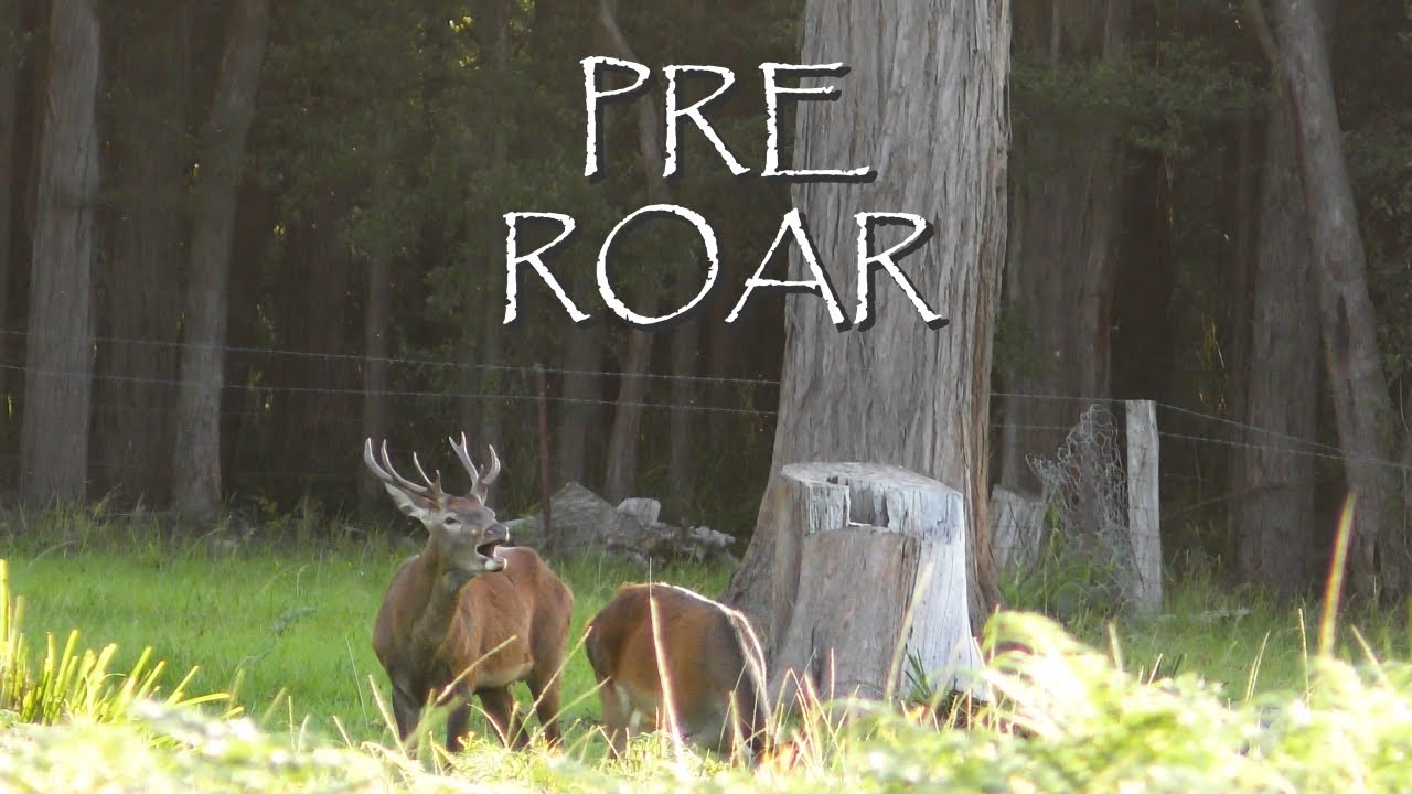 PRE ROAR - RED DEER HUNTING - 4K - WILDLIFE - ZAHUNTERS DIARIES - YouTube