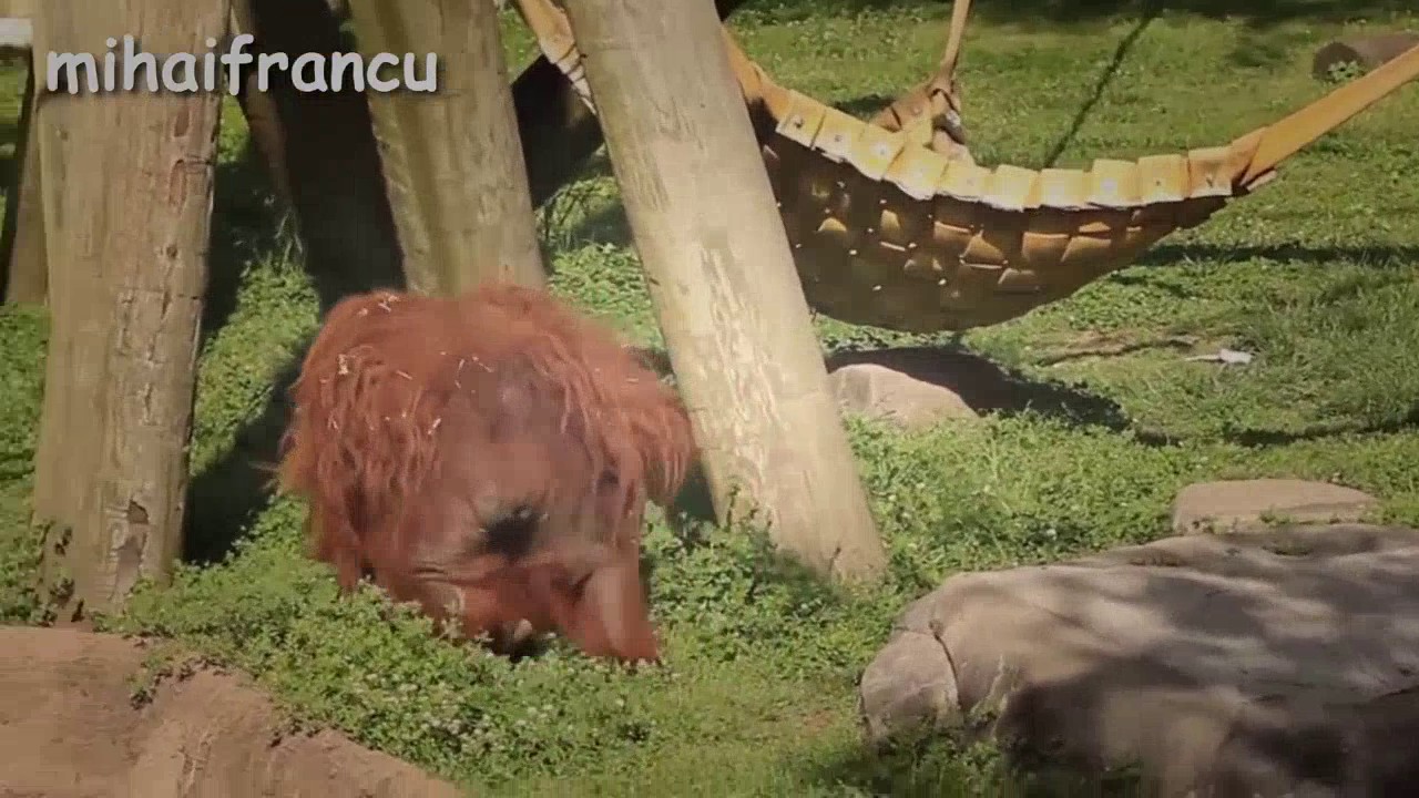 Funny Videos Of Funny Animals Behaving Like Humans 2016 [BEST OF] - YouTube