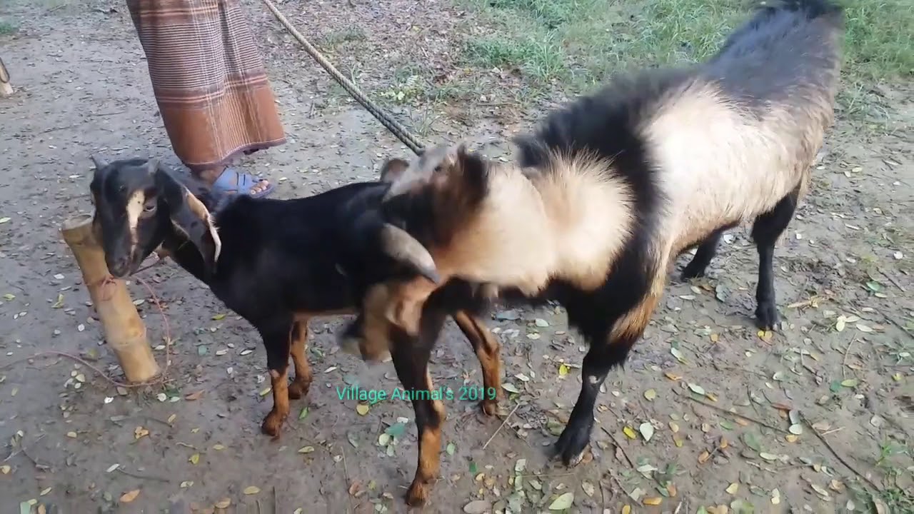 Goat breeding - YouTube