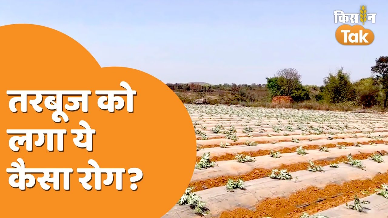 रांची के ओरमांझी में Tarbooj की खेती में लगा रोग, फसल बर्बाद होने से ...
