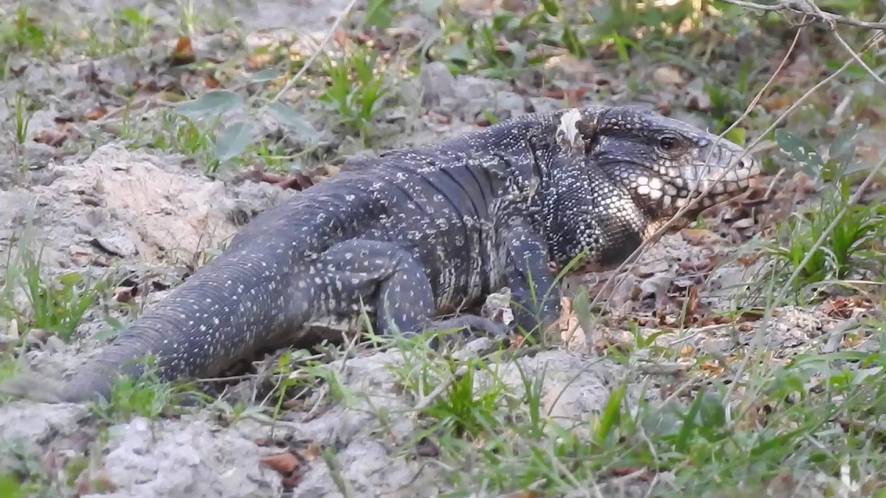 Teju guasu (Salvator merianae) - YouTube