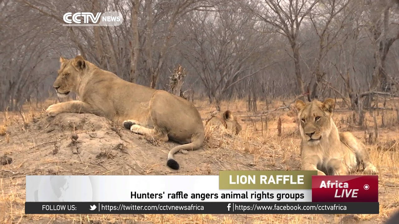 Hunters' raffle in Zimbabwe angers animal rights groups - YouTube