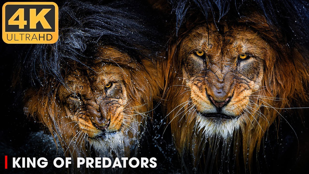 LIONS KING: Legendary Predators I Animal Documentary - YouTube