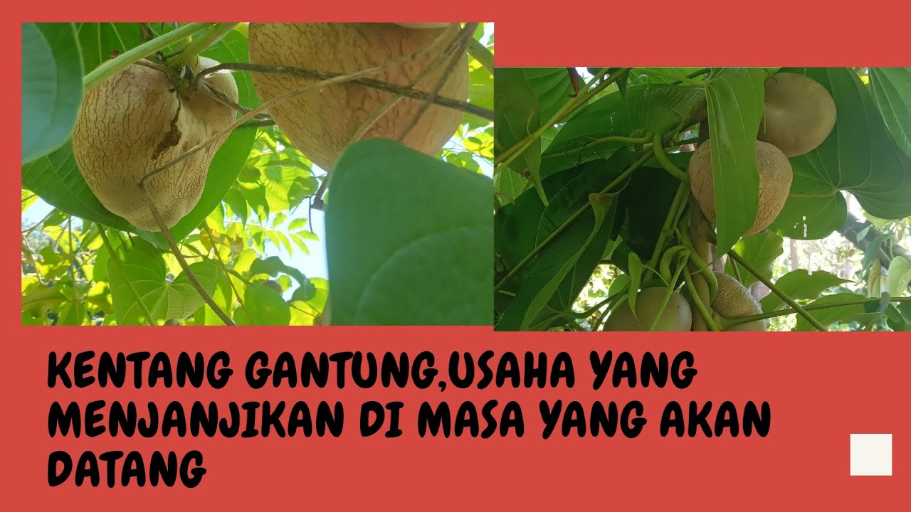 Mengenal Kentang udara/gantung(air Potato) yang orang tidak pernah tau ...