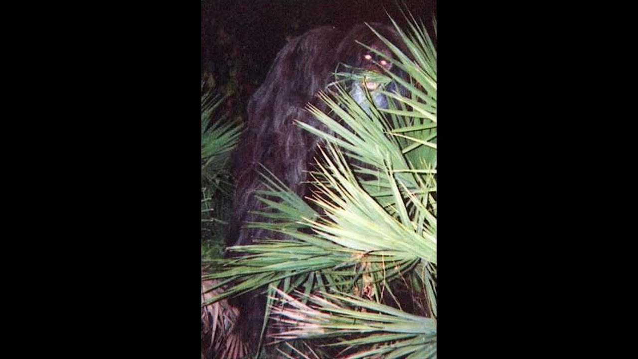 Scary Bigfoot Sasquatch Photos - YouTube