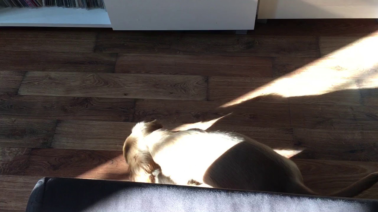 „Rage syndrom”. Cocker Spaniel - YouTube