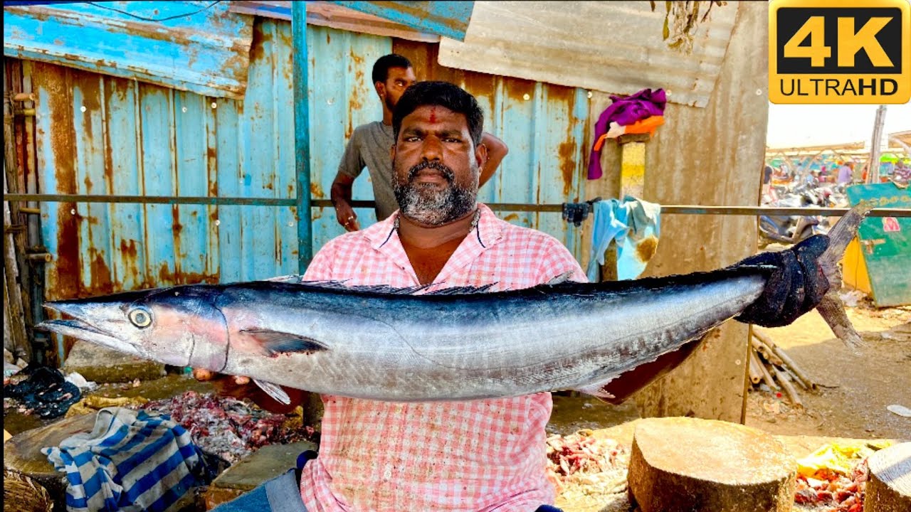 Ara Kola fish cutting video/fishcuttingrs#fish #kasimedu #fishcuttingrs ...