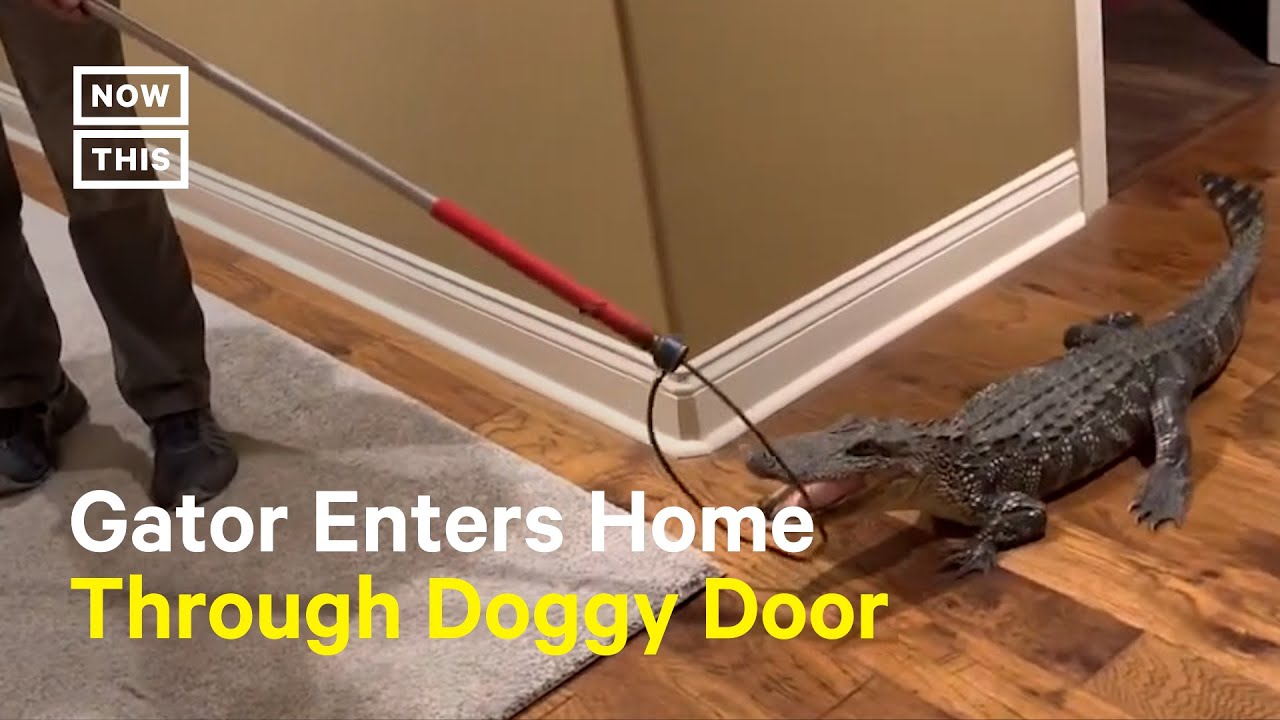 Gator Enters Home Through Doggy Door - YouTube