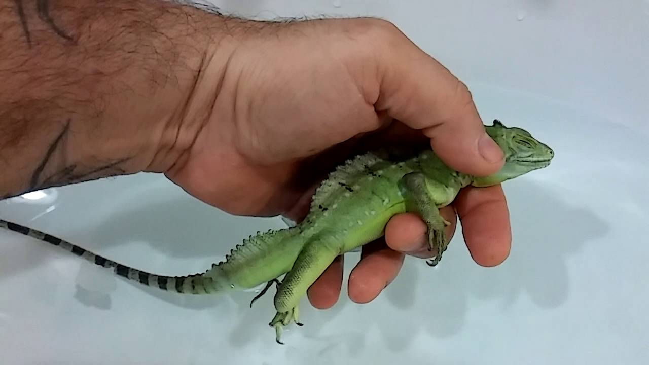 Basilisk lizard bath - YouTube