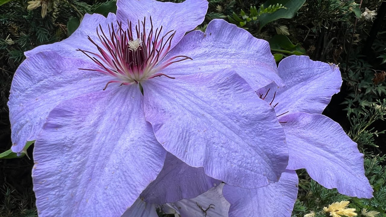 Gorgeous Clematis Tour - YouTube