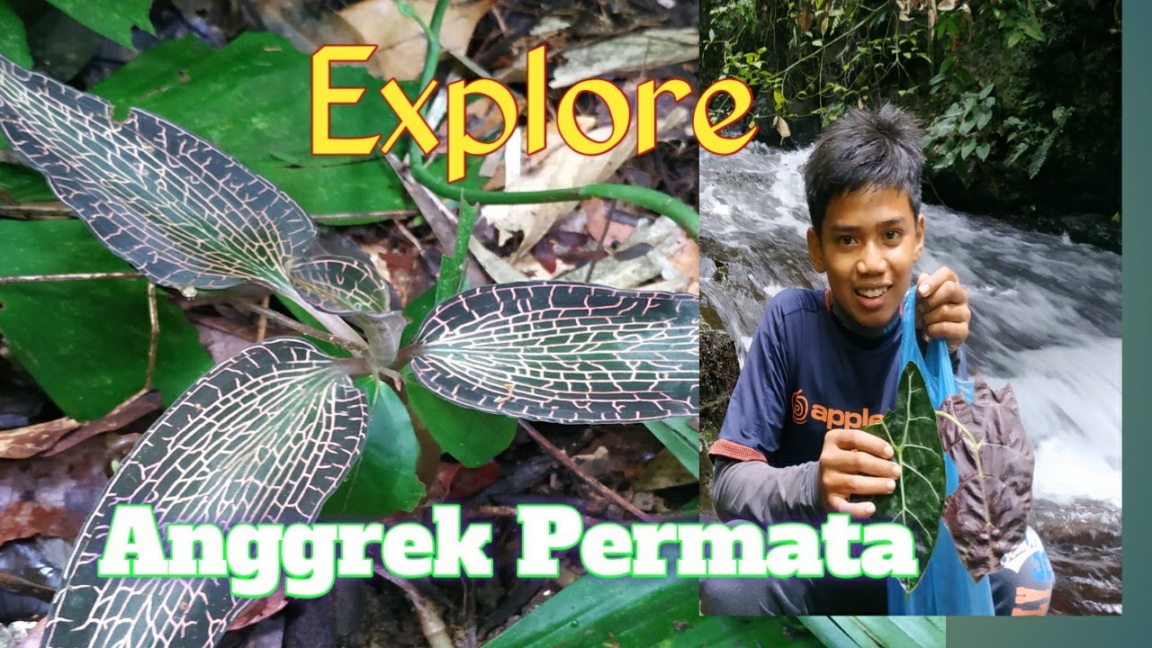 Rela Masuk hutan demi mecari anggrek Permata - YouTube