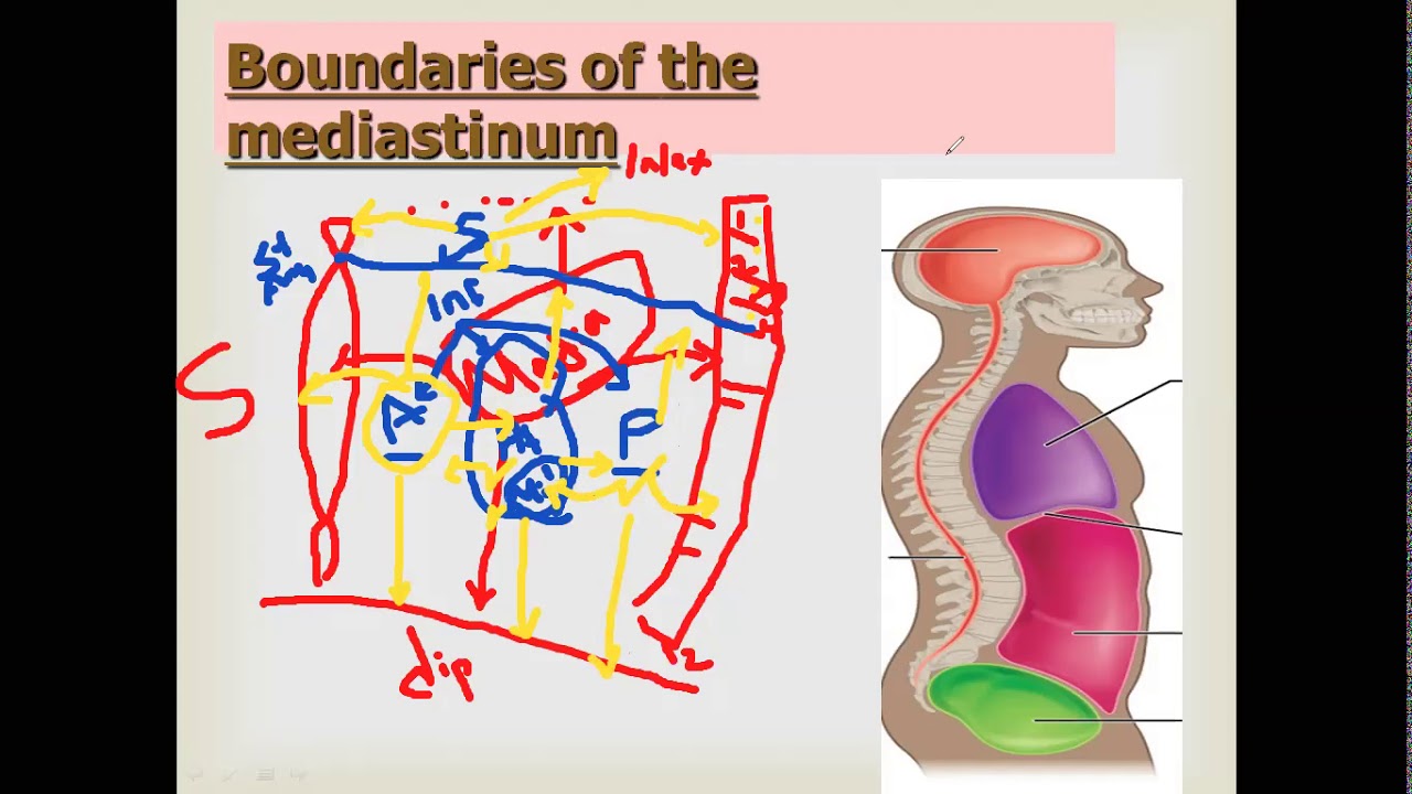 ANATOMY OF MEDIASTINUM 2 - YouTube