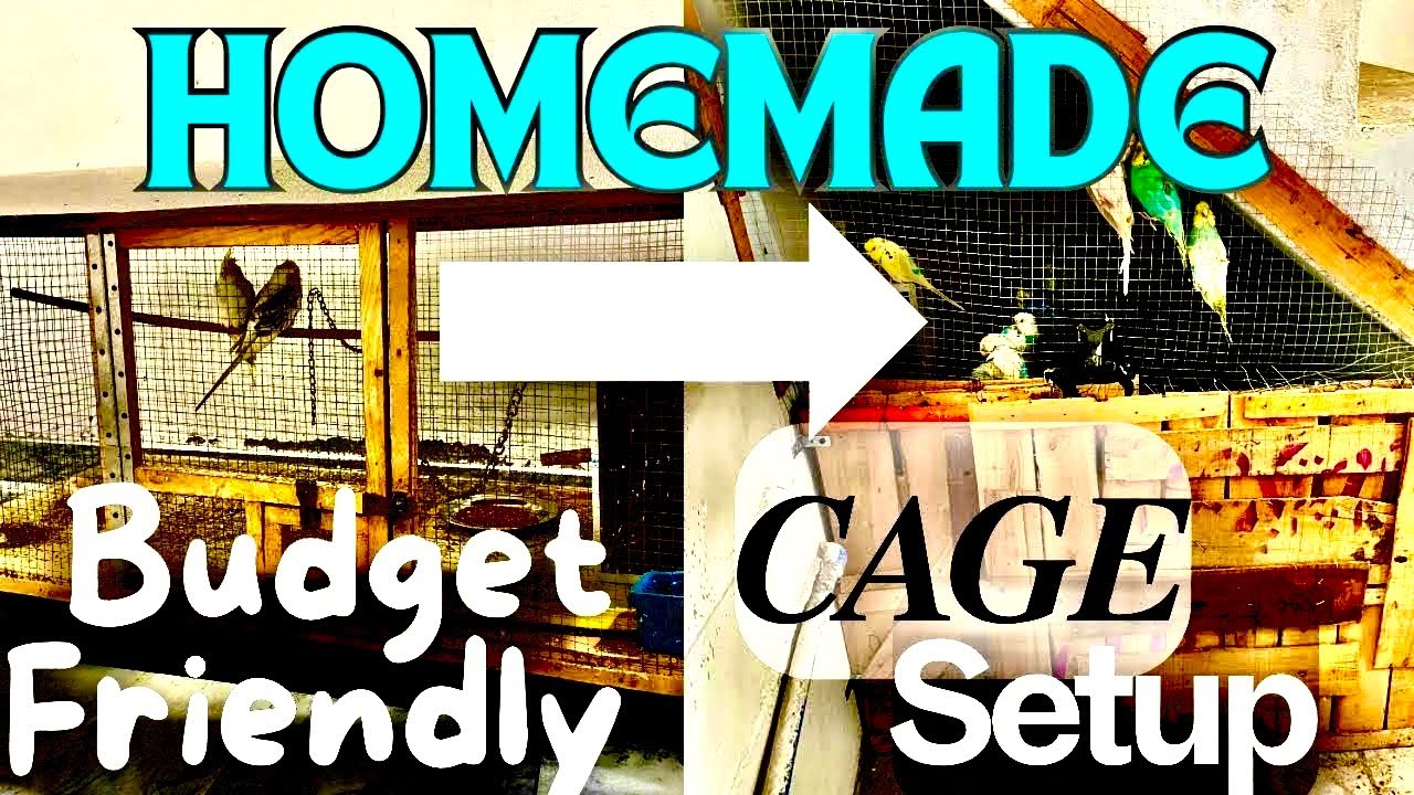 DIY Budgie Paradise: Our Handmade, Budget-Friendly Cage Setup!” - YouTube