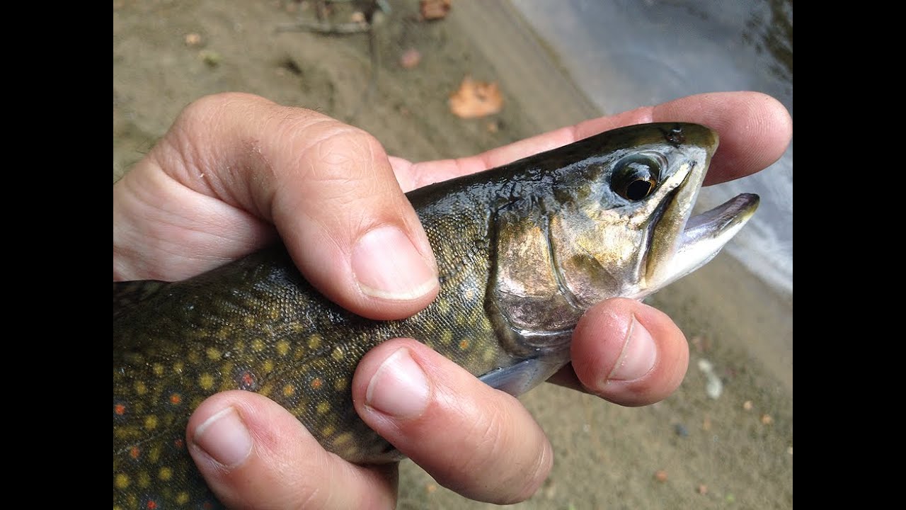 Native Brook Trout - YouTube