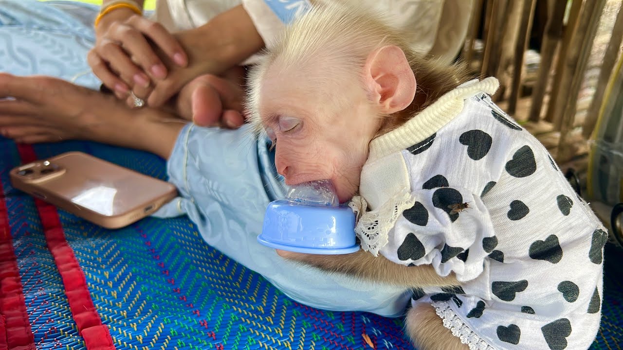 Baby Dori monkey are relax peacefully under raining sounds - YouTube