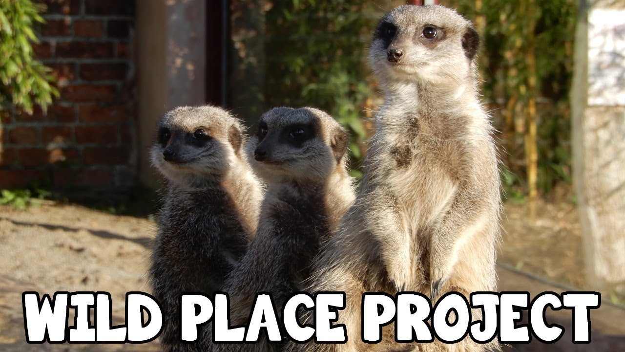 Wild Place Project | Exploring Bristol. - YouTube