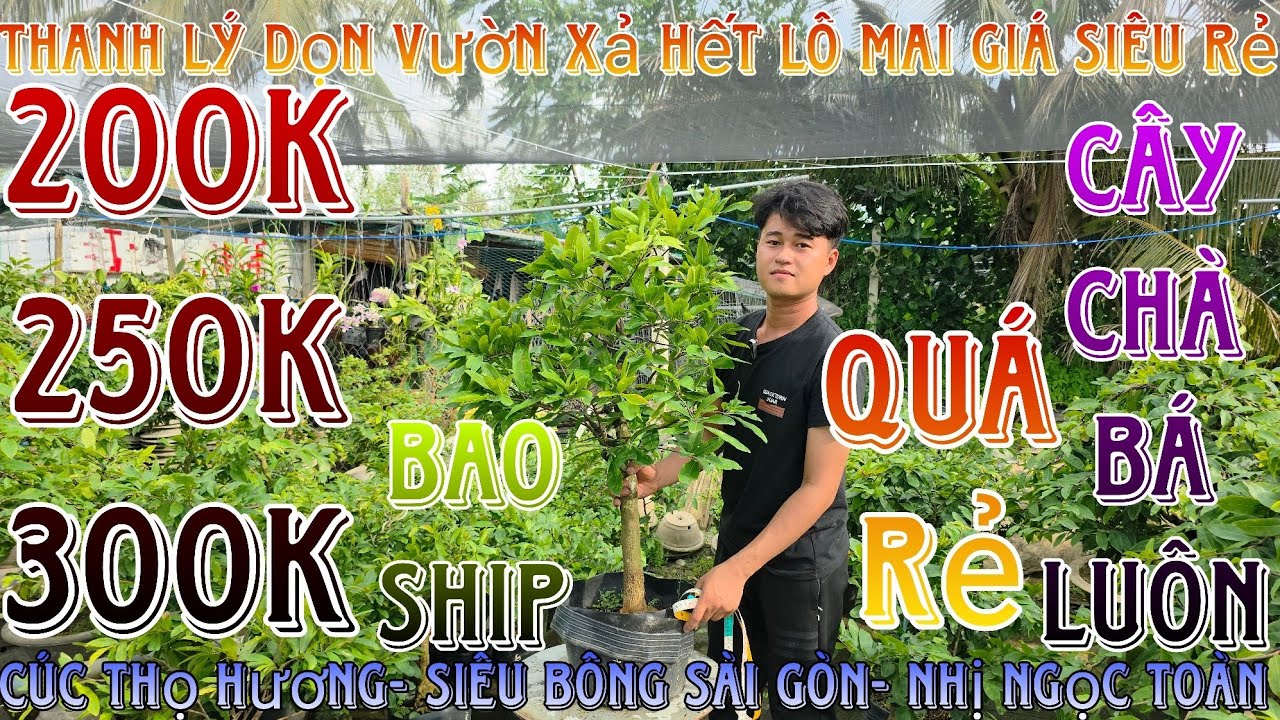 16/07☎️0866459094(Nam)🔥thanh lý dọn nền trả bãi lô cúc thọ hương,siêu ...