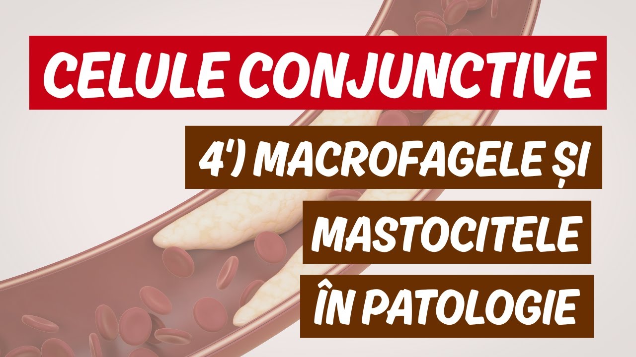 Țesutul conjunctiv | Celule conjunctive - macrofage și mastocite în ...