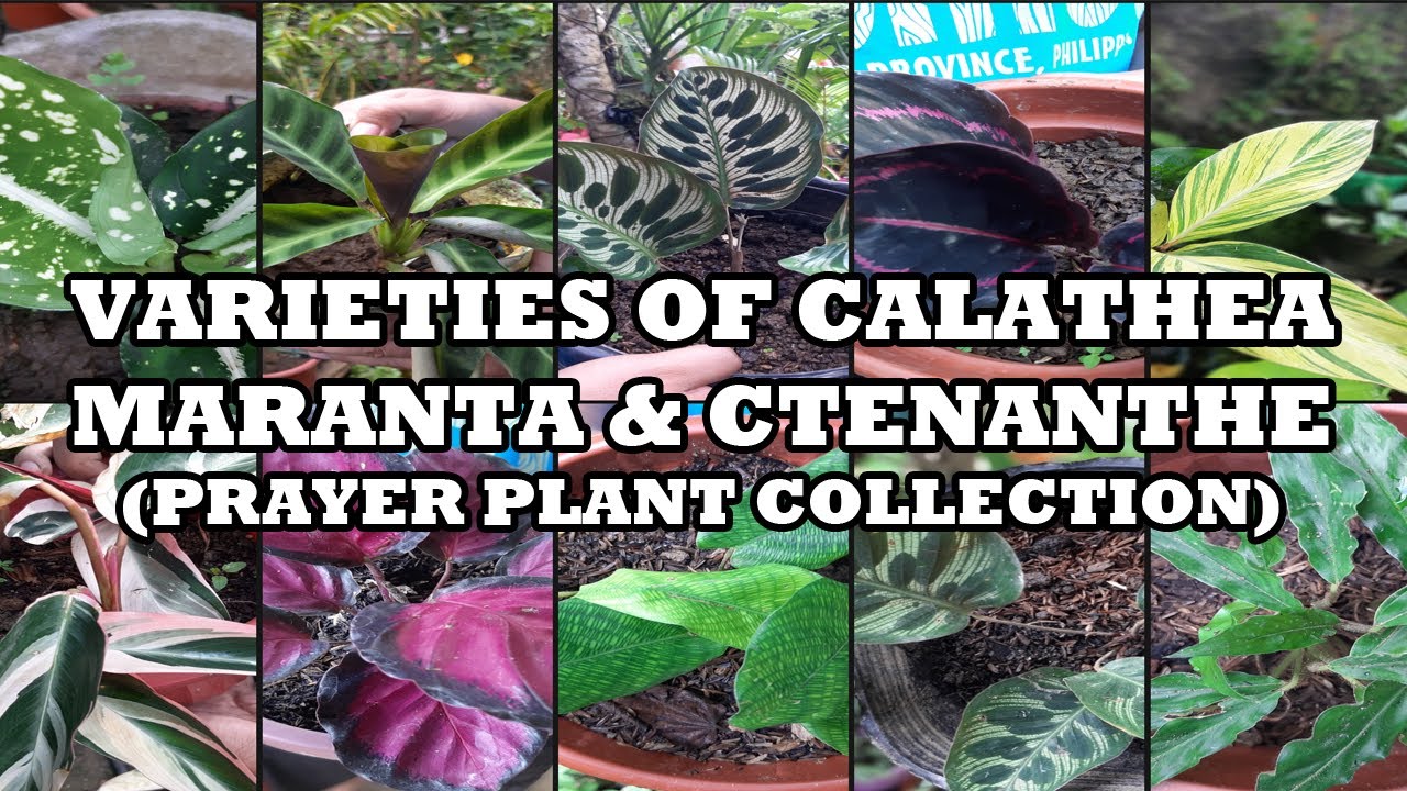 DIFFERENT VARIETIES OF CALATHEA, MARANTA, CTENANTHE │ PRAYER PLANTS ...