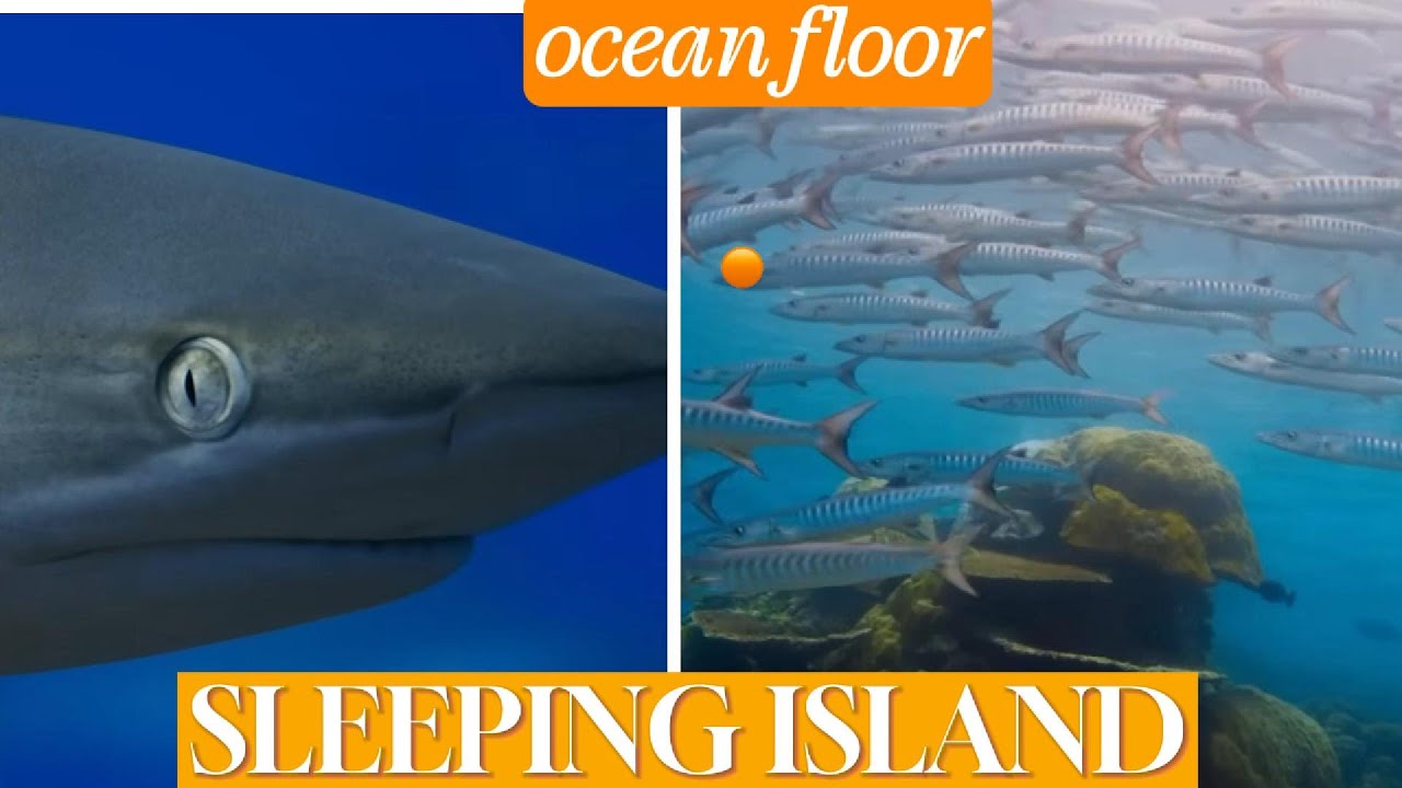 THE FLOOR OF THE OCEAN ON A DESOLATE ISLAND - YouTube