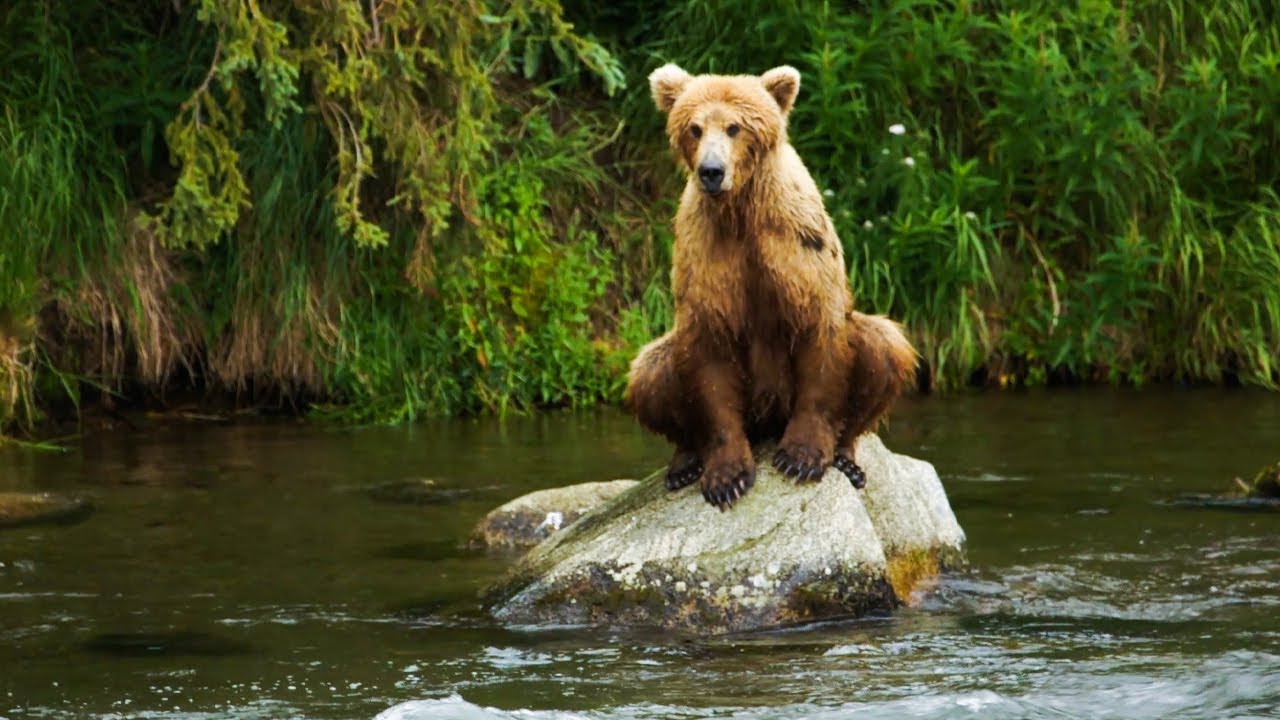 PRECAUTIONS WITH BEAR ENCOUNTERS - YouTube