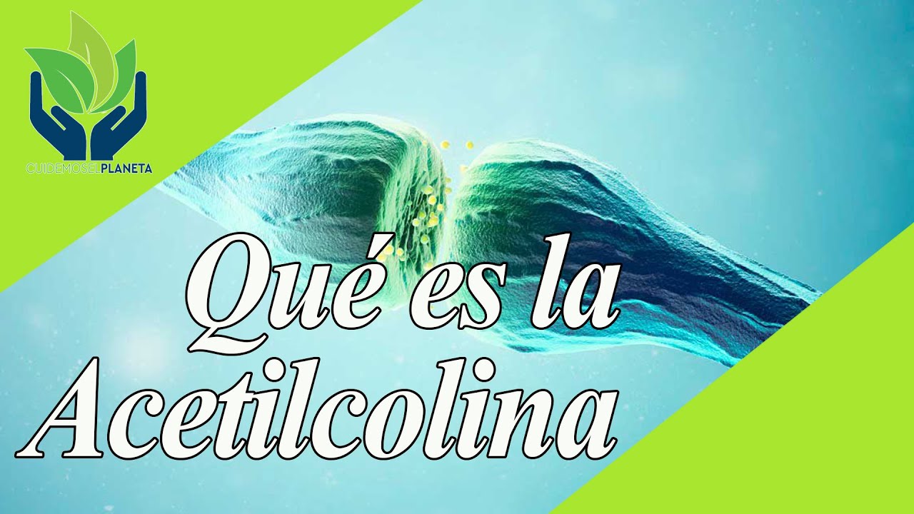 Acetilcolina: características, tipos, imágenes... - YouTube