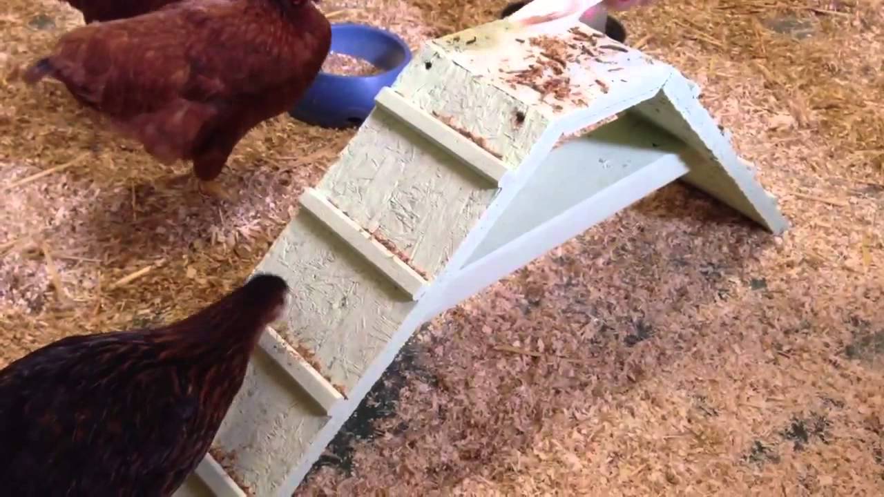 Week One: Chicken Agility - YouTube