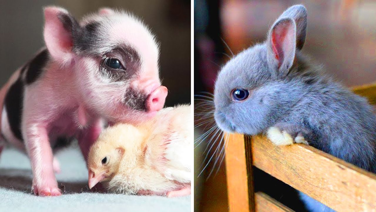 Animals SOO Cute! Cute baby animals Videos Compilation cutest moment of ...