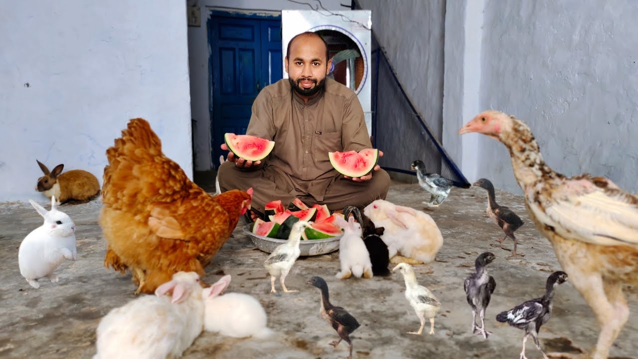 aj hm ny sub ko turbuz khlaya | Animals safar with maaz ghouri - YouTube
