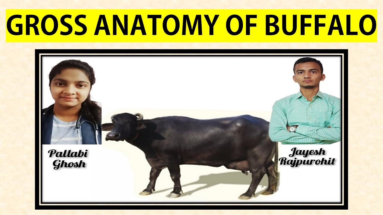 Complete Gross Anatomy of Buffalo 🐃 Ft. Jayesh Rajpurohit | Veterinary ...