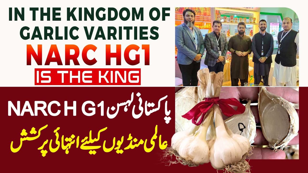 In the Kingdom of Garlic Verities, NARC HG1 is the KING | Export of ...