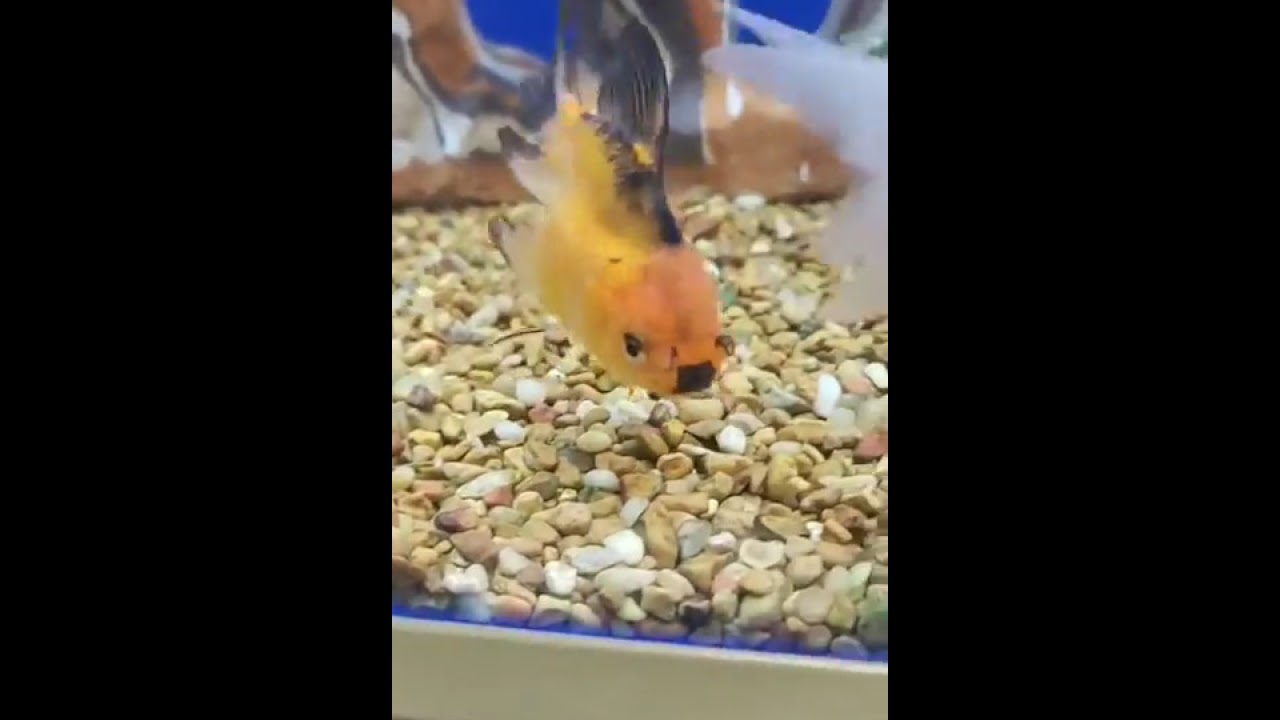 Adolf Fishler - YouTube