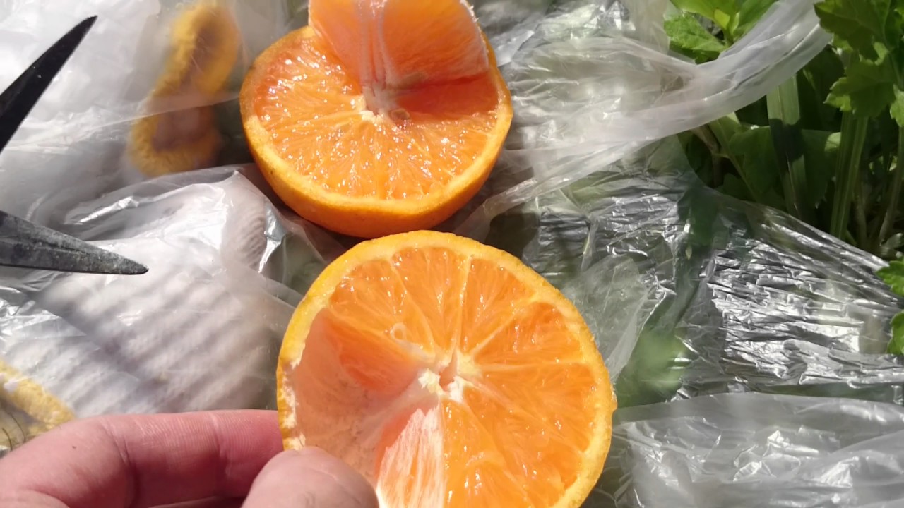 奄美たんかん citrus_tankan pesticide free 完全無農薬 タンカン - YouTube