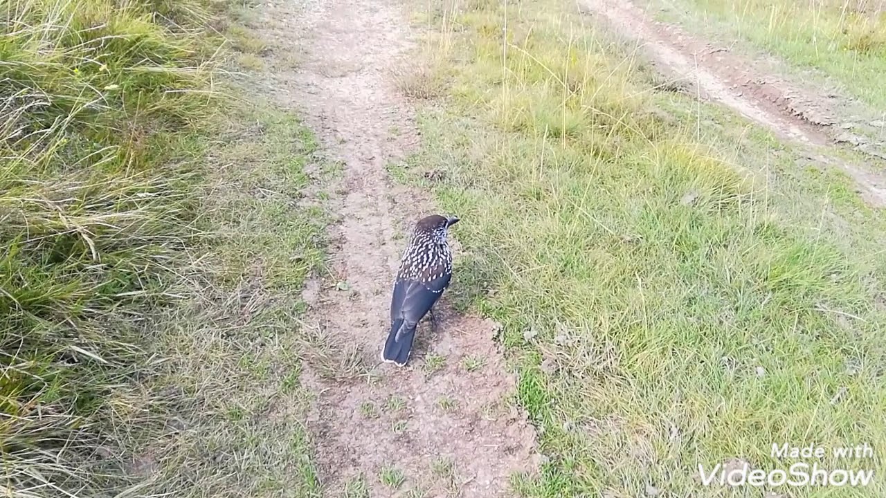 Pui de pasare 21iulie 2019 - YouTube