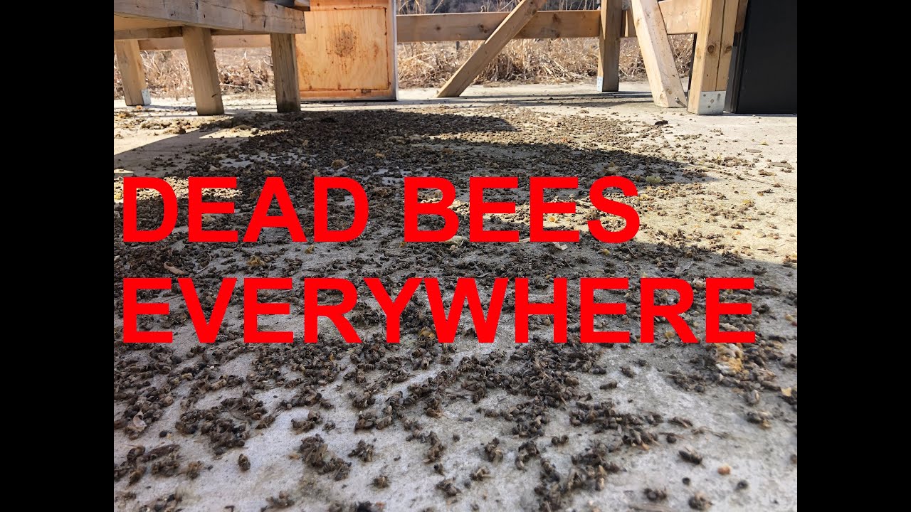 A day of Dead Bees - Bee Death in Canada - YouTube