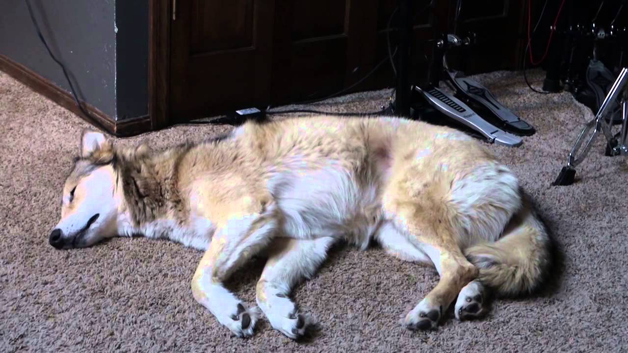 Sleeping wolfdog goes on an adventure in her dreams. - YouTube