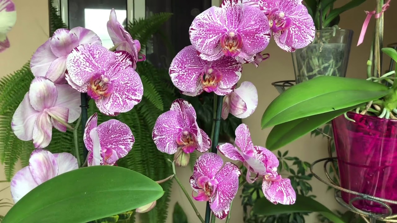 Цветение моих любимых орхидей к дню моего рождения! 💐💐💐 - YouTube