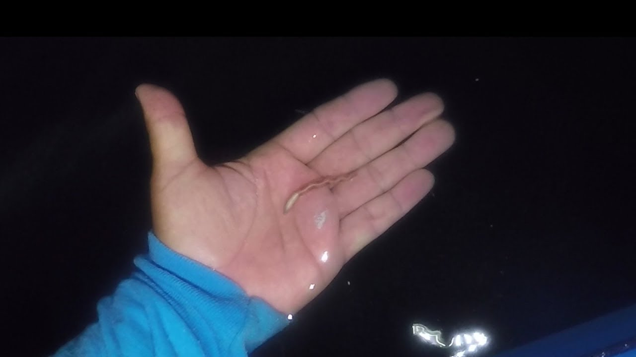 06.01.18 Palolo Worm Hatch Has Begun - YouTube